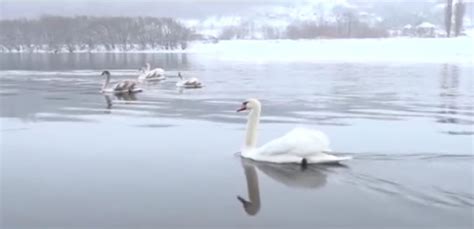 Un Stol De Lebede Grațioase A Fost Surprins Pe Râul Nistru Lângă
