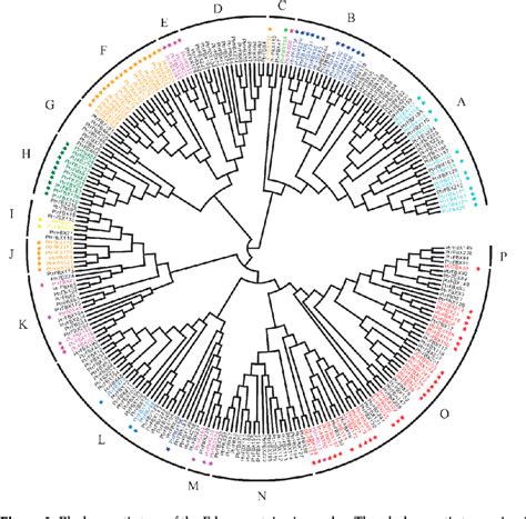 Figure 2 from Genome Wide Identiﬁcation and Expression Patterns of the