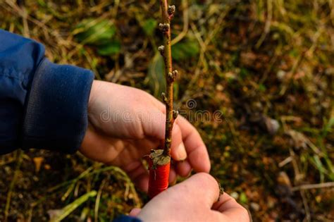 La Mujer De Un Jardinero Estorba Una Pieza Del Atajo Del Rbol