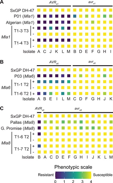 Mla Transgenes Maintain Race Specific Resistance To Barley Powdery