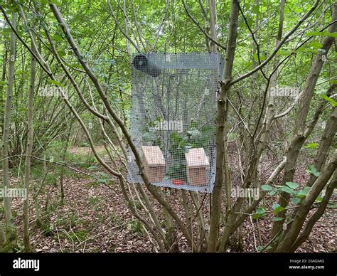 Nest Boxes And Cages Ahead Of The Reintroduction Of Ten Hazel Dormice