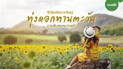 บานรับลมหนาวแล้ว กับ ทุ่งดอกทานตะวัน ไร่มณีศร เขาใหญ่ ที่เที่ยวใกล้กรุงเทพ