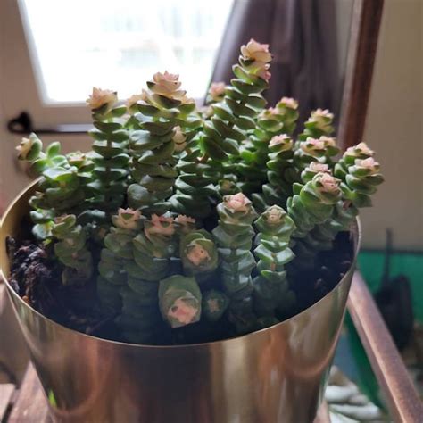 Crassula Marnierianasucculent Plantsucculent Ts Etsy