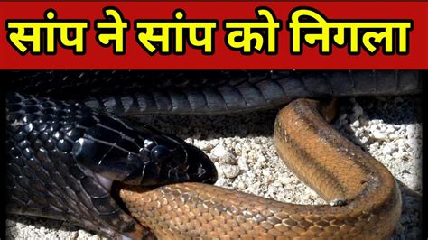 King Cobra Eats Python Snake Eating Snake Khabaranduchaiwala