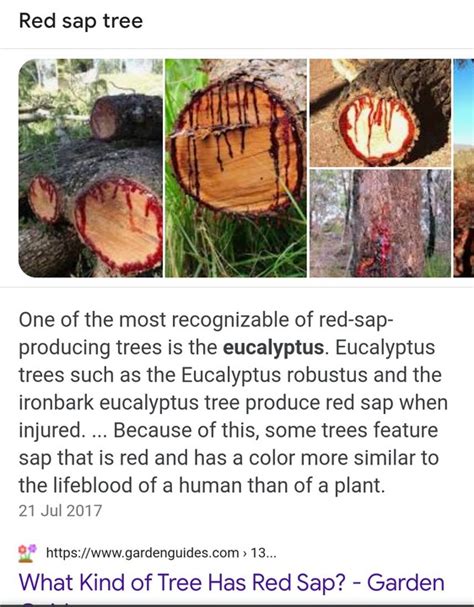 Man Left In Shock When Tree He Was Cutting Started Bleeding Christianity Etc Nigeria