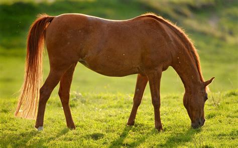 Cute Horse Wallpapers 68 Images