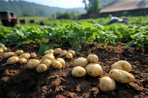 土豆丰收高清图片下载 正版图片600954787 摄图网