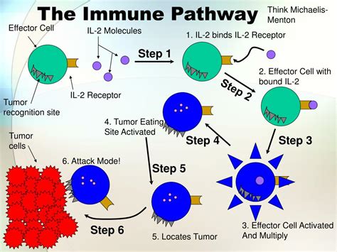 Ppt Adoptive Immunotherapy Powerpoint Presentation Free Download