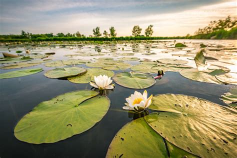 Free Picture Water Lily Pads Ponds