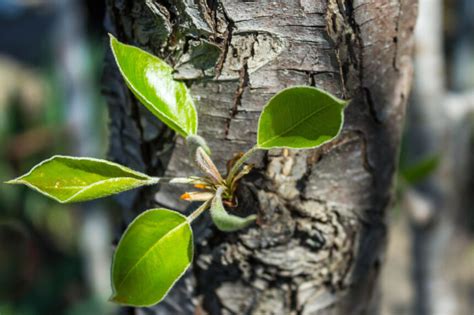 Wassertriebe Entfernen Wann Und Wie Wirds Gemacht