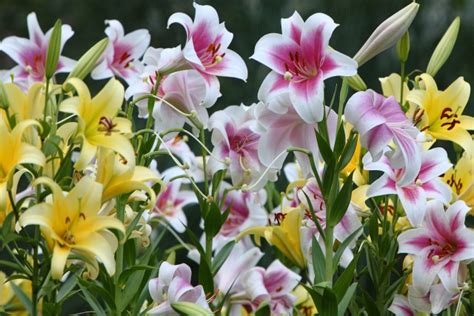 ゆりの季節・時期はいつ？旬の見頃や種類の名前や違い、花言葉や豆知識等も！ エンタメlab