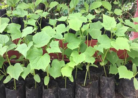 6 Surprising Causes For Leggy Cucumber Seedlings How To Fix