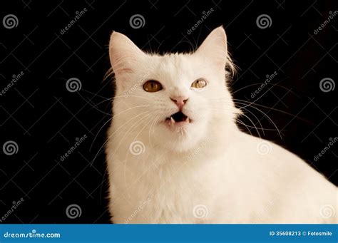 Funny Cat Stock Image Image Of Clean Cuteness Persian 35608213