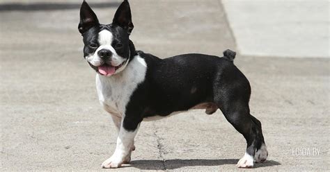 Бостон терьер (Boston Terrier) (Породы собак) французский бульдог ...