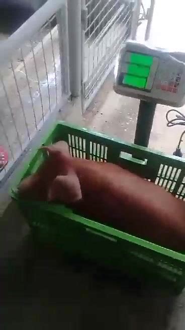 Fuga Kisasa Zaidi Pata Kipimo Cha Kujua Nguruwe Wako Kafika Uzito Gani