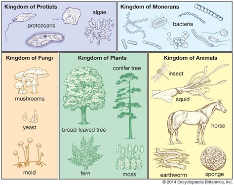 Protist Kingdom Chart