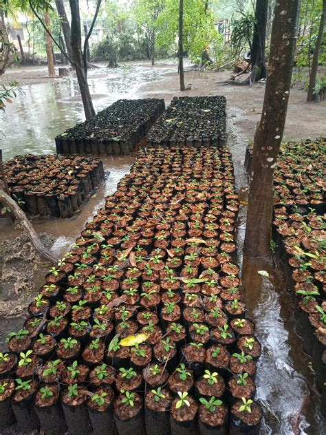 Conservation Of Threatened Trees In Kwale County In Kenya Fondation