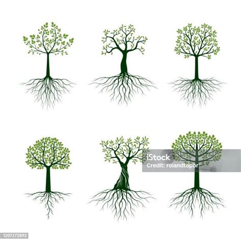 一組樹和葉子和根向量插圖圖紙集合向量圖形及更多橄欖樹圖片 橄欖樹 根 樹 Istock