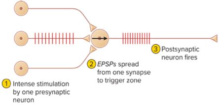 A P CH 12 Neural Integration Flashcards Quizlet