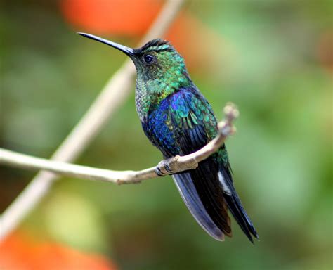 Adw Aves Pictures