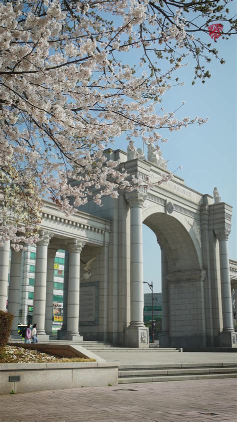 2023 경희｜국제캠퍼스와 벚꽃🌸 벚꽃하면 떠오르는 대학은 바로 여기🏫🌸 벚꽃축제의 모습일거라 상상했던 경희대풍경 영상속에서 즐겨봅니다☺️ 경희