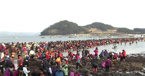 현대판 모세의 기적 진도 바닷길 열려 관광객 북적