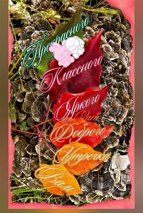 я желаю вам с утра счастья мира и добра ☕💓💋🕊️🌞 Youtube