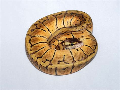 Morph List World Of Ball Pythons