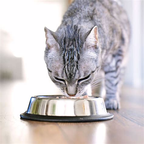 Qué cantidad de alimento debe comer un gato Tam Can