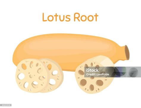 로터스 루트 이국적인 과일의 조각입니다 열 대 식물입니다 벡터 일러스트 레이 션 로고에 대한 스톡 벡터 아트 및 기타 이미지 로고 연근 뿌리채소 음식 재료 Istock