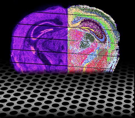 new open source platform for high resolution spatial transcriptomics