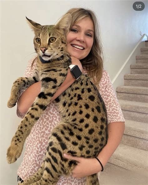 Why Are Savannah Cats So Expensive — F1 Savannah Cat Breeder