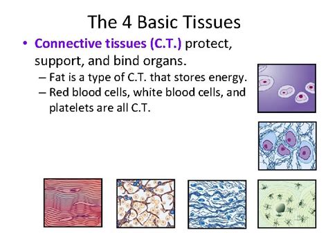 The 4 Basic Tissues Of All The Cells