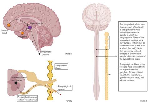 Neurogenic Shock IntechOpen