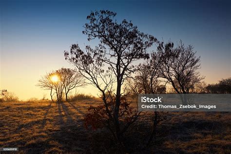 로세아 아침입니다 조명 0명에 대한 스톡 사진 및 기타 이미지 0명 경관 경외감 Istock