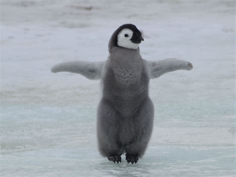 Here Now Pinguin