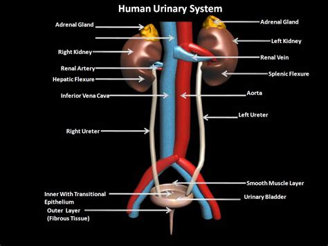 Urinary System Diagram With Labels