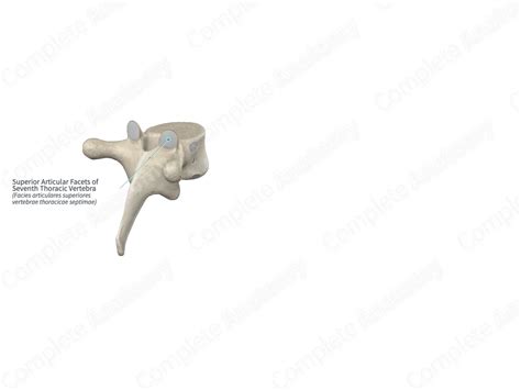 Superior Articular Facets Of Seventh Thoracic Vertebra Complete Anatomy
