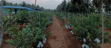 Manoj Supplier Farmlovers