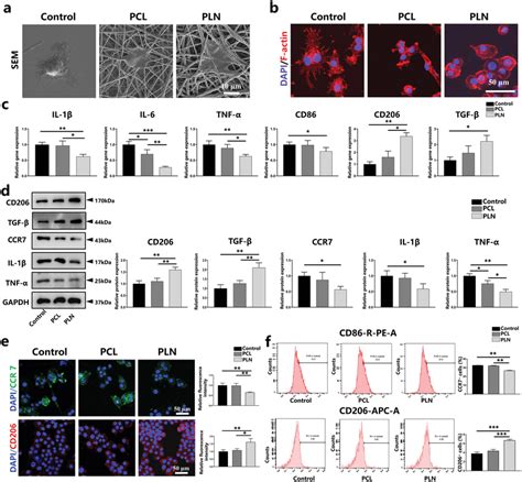 Pln Modulates Macrophage Polarization In Vitro A The Morphology Of