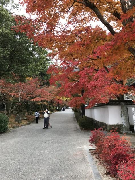 【錦帯橋観光】広島から行く秋のおすすめ紅葉スポット「錦帯橋（紅葉編）」 ぽこみち日和
