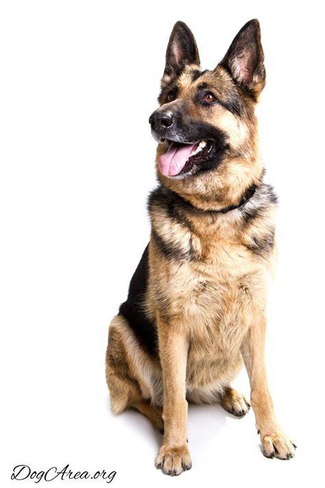Why Do German Shepherds Ears Stand Up