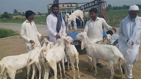 یہ دوست پنڈی سے آئے ہوئے ہمارے فارم پر آپ بھی انشاءاللہ ایک بار ہمارے