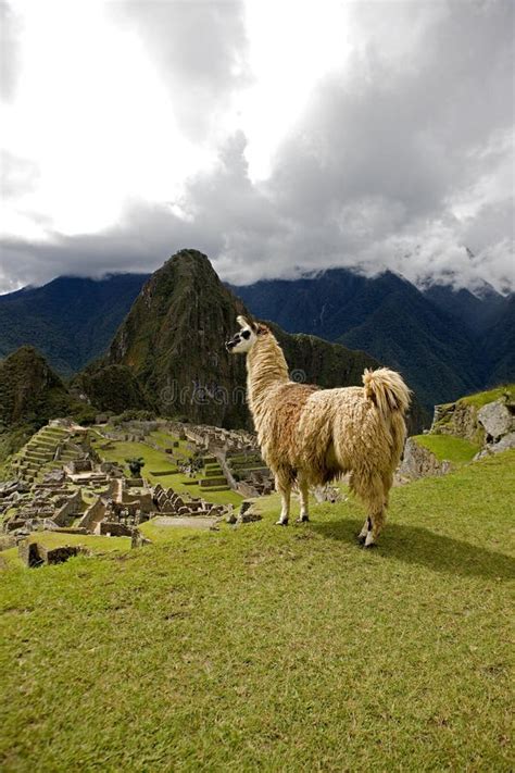 Llama Lama Glama At Machu Picchu The Lost City Of Incas Peru Stock