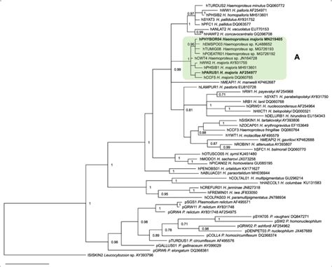 Bayesian Phylogenetic Tree Constructed Using 479 Bp Mitochondrial