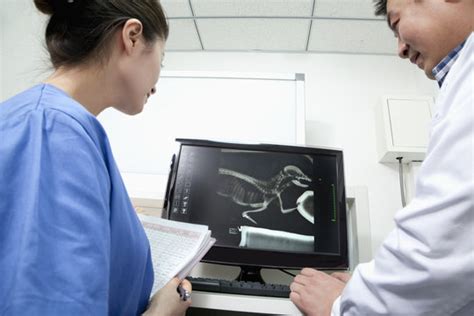 Medical X Ray Bilder Durchsuchen 1 992 Archivfotos Vektorgrafiken