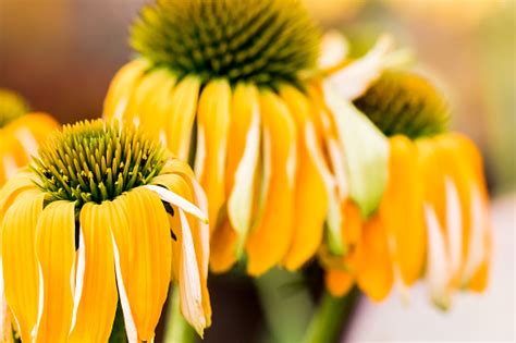 Echinacea 노란색 꽃 피입니다 대체 의학에서 사용 되는 Echinacea는 Immun 시스템 부스터 0명에 대한 스톡