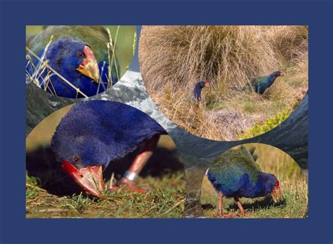 Takahe To Habitat Double Sided Puzzle With Lifecycle Image Tray 2 Puzzles In 1