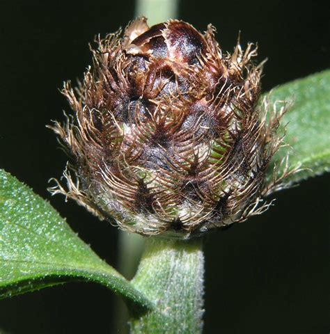 Centaurea Asteraceae Image 9178 At