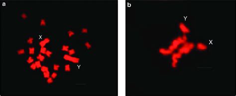 A Male Mitosis Prepared From Germinating Silene Latifolia Seeds B